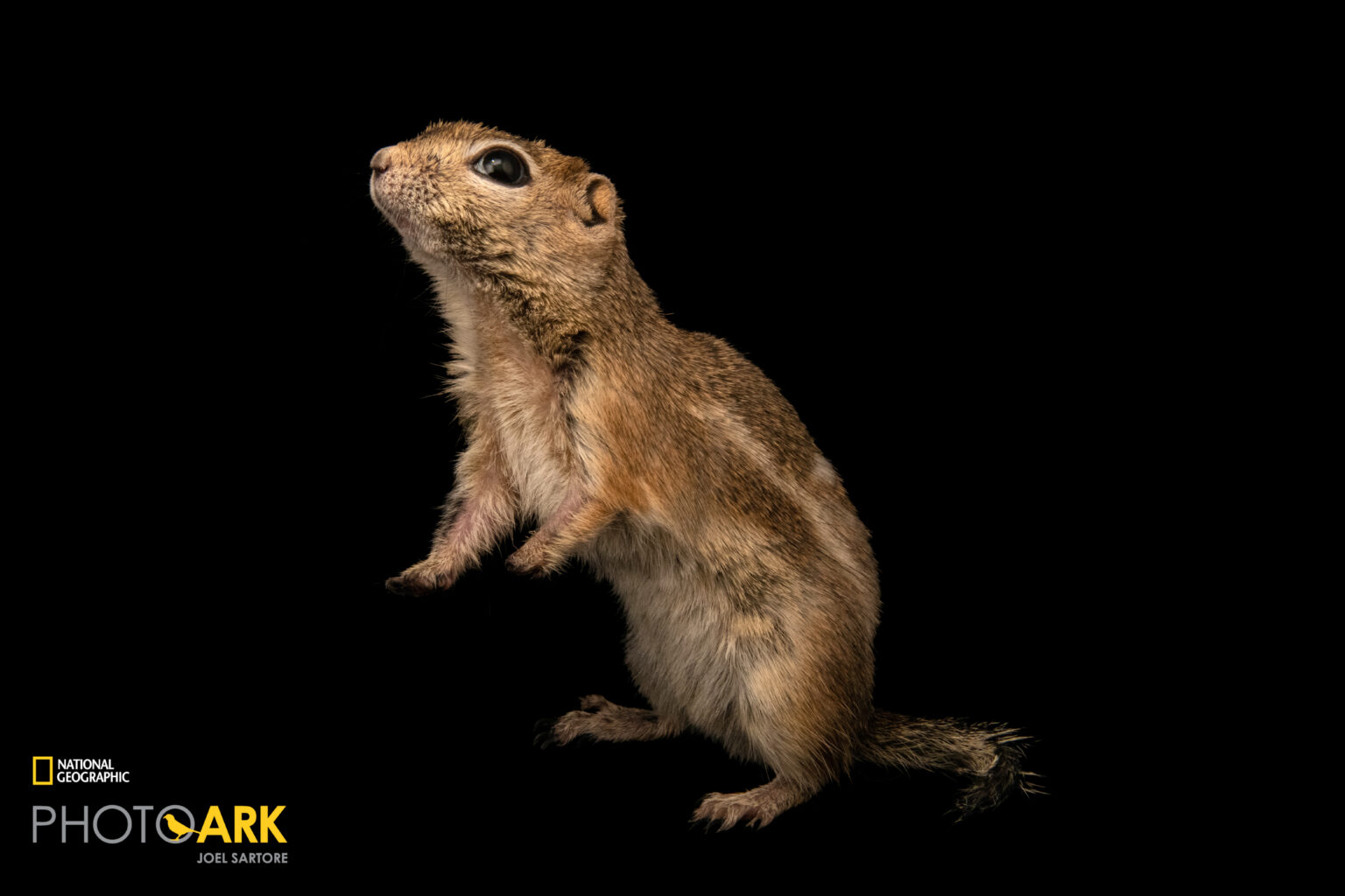 CALM Welcomes Acclaimed National Geographic Photographer Joel Sartore | KCSOS News