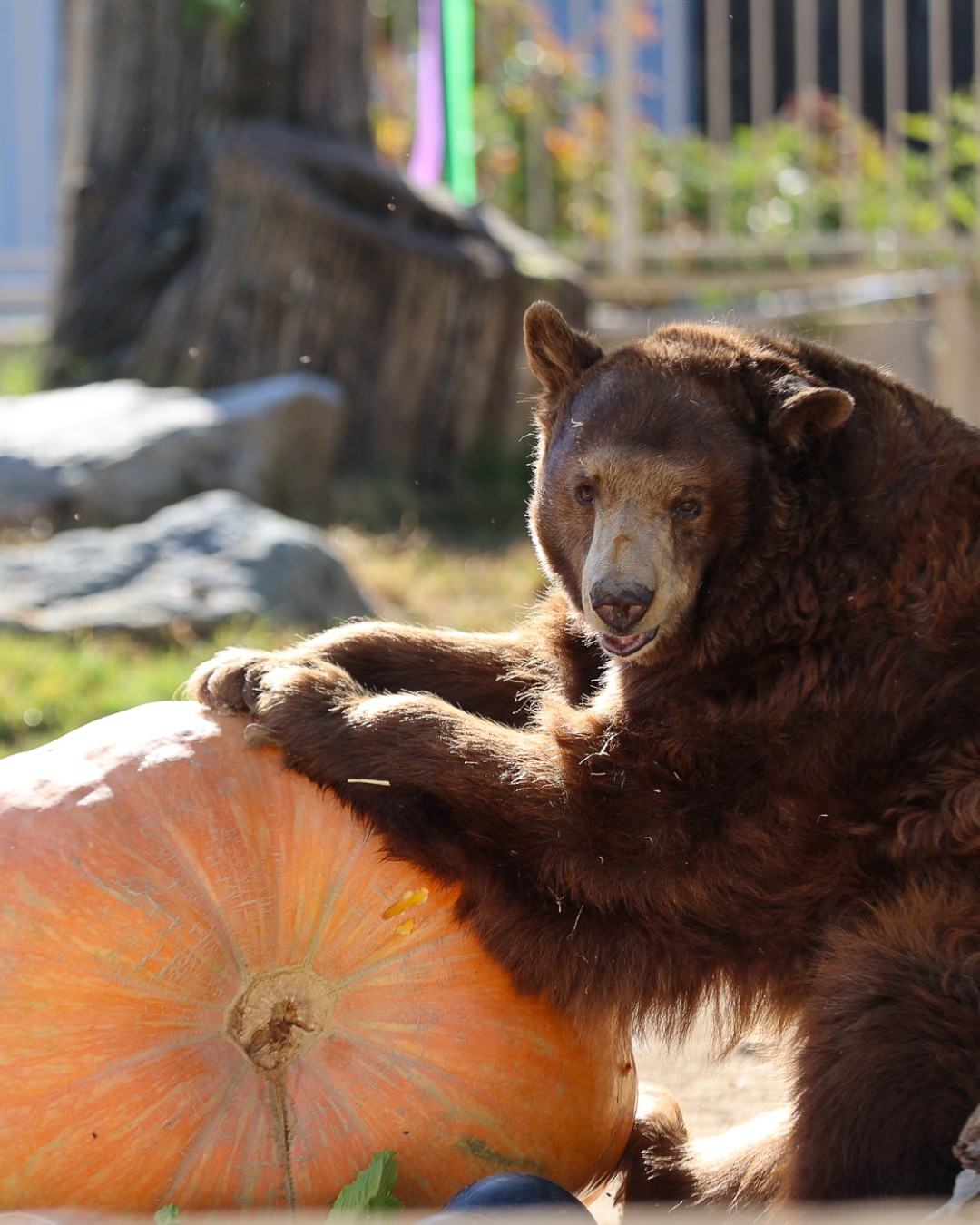A Spooktacular Tradition Returns to CALM Zoo | KCSOS News